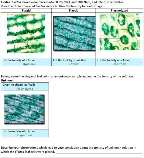 What 3d Shape Are Elodea Cells At Manuel Thomas Blog