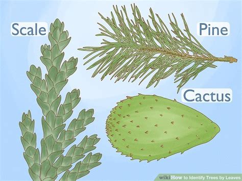 3 Ways To Identify Trees By Leaves WikiHow Life