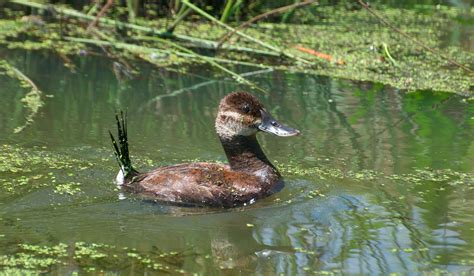 Nw Bird Blog Ruddy Duck Ducklings