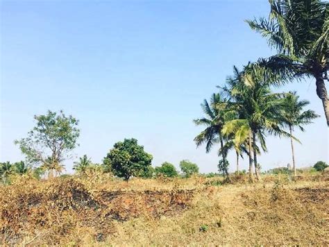 Farm Land For Sale In Doddaballapur Bangalore Rei1029430
