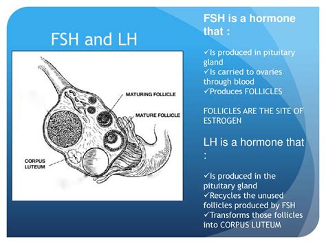Both A Reproductive Organ And An Endocrine Gland Ppt Download