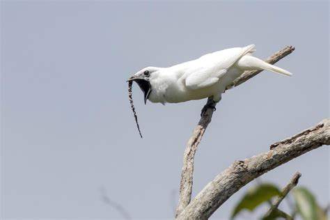 The Loudest Birds Jn The World The Male Brazilian White Bellbird