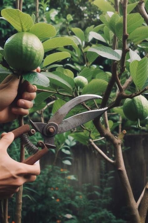 Pruning Guava Trees For Compact Growth A Step By Step Tutorial