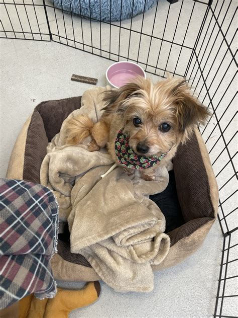 The Pixie Project What Makes The Pixie Project Special Non Profit