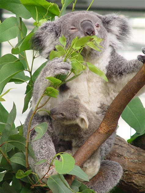 臺北市立動物園 新聞稿 小無尾熊和尤加利