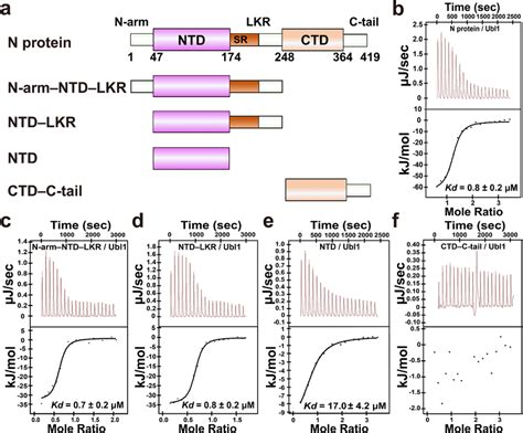 Itc Measurement Of The Binding Affinity Between Sars Cov 2 N And Ubl1 A Download Scientific