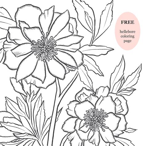 Hellebore Digital Download — Tara Wright Illustration