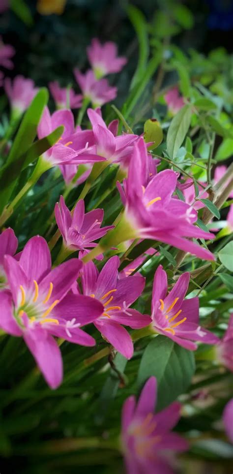 Flower Wallpaper By Krishnakanth200 Download On Zedge™ Aa89