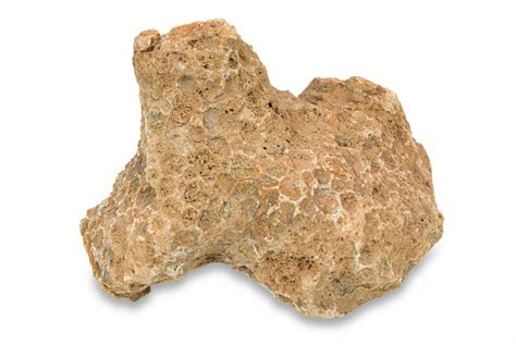 1 1 2 To 2 1 2 Devonian Fossil Tabulate Coral Pieces For Sale