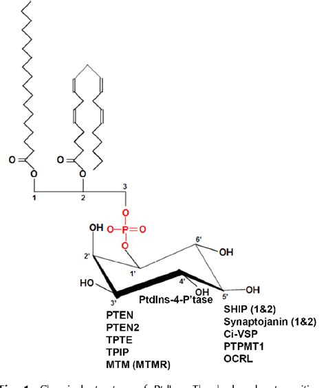 Phosphatidylinositol Structure