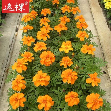大花孔雀草种子 花种子 四季种 绿化庭院种 景观盆栽 万寿菊科属 阿里巴巴