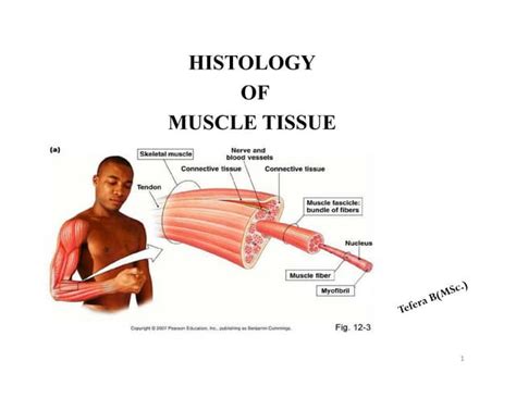 Skeletal Muscle Structure And Function Pptx