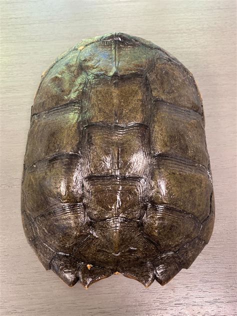 Common Snapping Turtle Shell Real Etsy