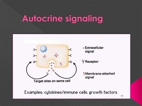 Cell Signalling Intracellular Extracellular Pathway Ppt