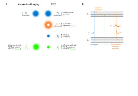 Sted Microscopy Biorender Science Templates