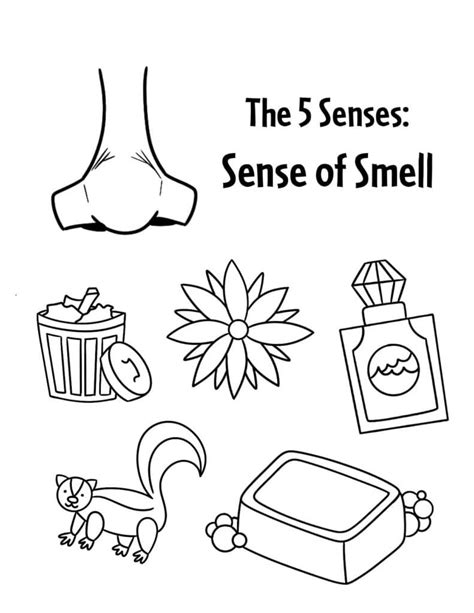 Sense Of Smell Worksheet