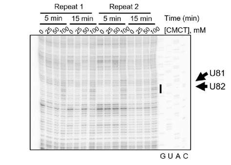 In Vivo Modification Of Yeast S Cerevisiae 58s Rrna By Cmct