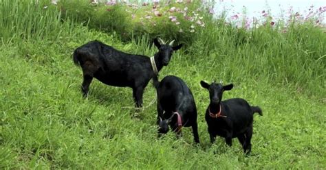 개고기 말고 이것…보신탕 대체재로 급부상한 음식은