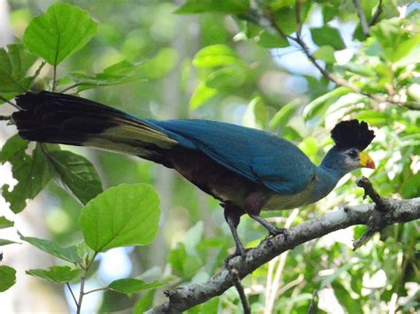 Great Blue Turaco Ebird