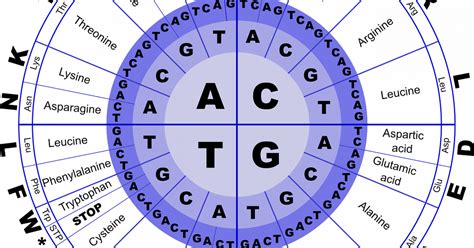 Le Code Génétique Quelques Remarques Planet Vie