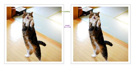 Margin и Padding Css поля и отступы — учебник Css