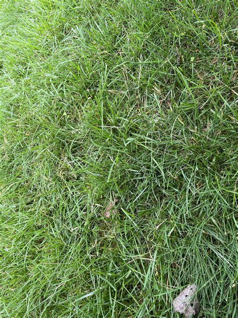 What Type Of Grass Is This In Virginia Rgrass