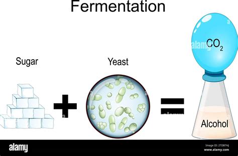 Fermentation Is A Metabolic Process Consumes Sugar With Yeast Or Bacteria In The Absence Of