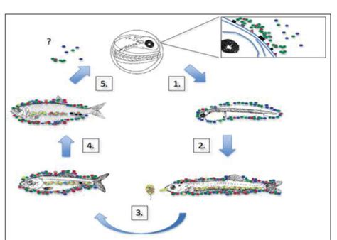 22 Colonisation Et établissement Du Microbiome Pendant Le Download Scientific Diagram