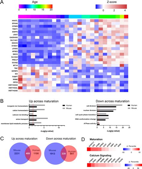 Human Astrocytes Exhibit Tumor Microenvironment Age And Sex Related Transcriptomic