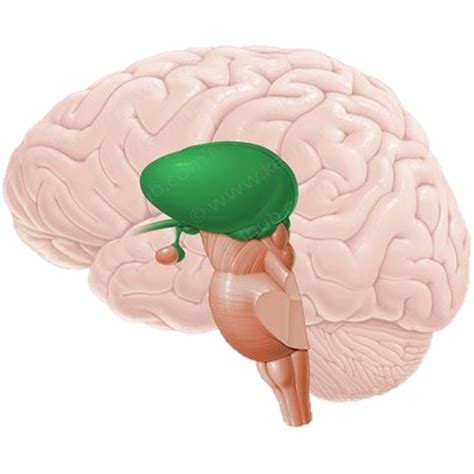 Ethos Diencephalon Medtwitter Neurotwitter Endneurophobia