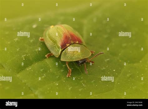 A Selective Focus Of Cassida Viridis With A Red Back On The Green Leaf