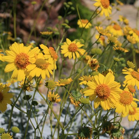 Ucce Master Gardeners Of San Bernardino County Highland Ca