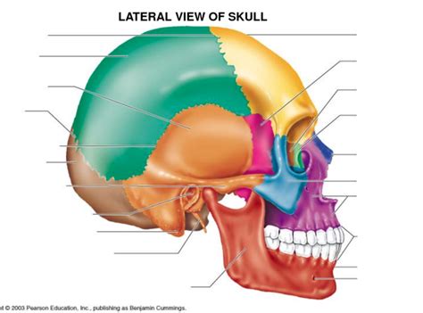 Skull Bone Diagram Quizlet