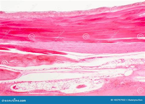 Connective Tissue Light Micrograph Royalty Free Stock Image CartoonDealer