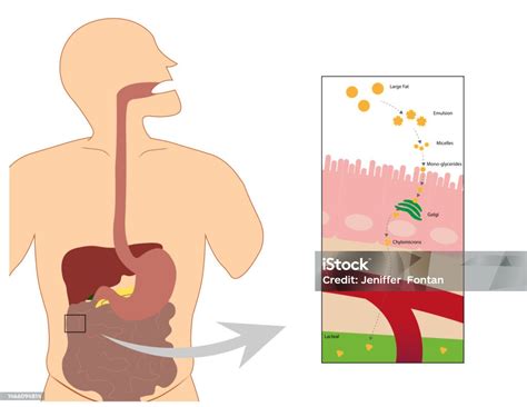 Lipid Absorption In The Small Intestine Illustration Stock Illustration