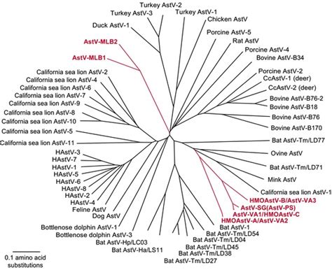 New Human Astroviruses Pmc
