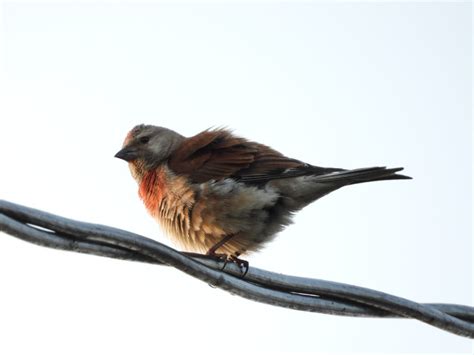 Коноплянка (Linaria cannabina)
