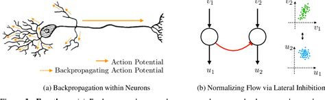 Predictive Coding Variational Autoencoders And Biological Connections