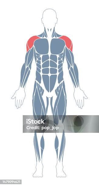 근육계 인체 남성 해부학 Athletyc 피트니스 Trainig 체육관 운동 벡터 일러스트 레이 션 프론트뷰 삼각근 근육에 대한 스톡 벡터 아트 및 기타 이미지 Istock
