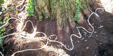 Tree Injection For Pesticides Why It Is Great For Tree Care The Community At Large Cohen