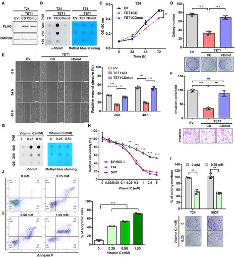 Ectopic Expression Of Ten Eleven Translocation 1 Tet1 Cd And Vitamin Download Scientific
