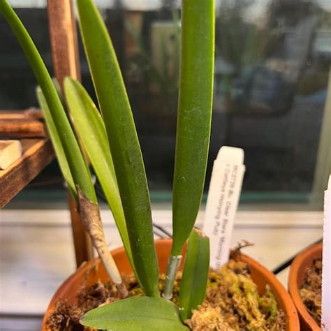 Rare Micro Mini Dendrobium Species Dendrobium Hekouense Etsy