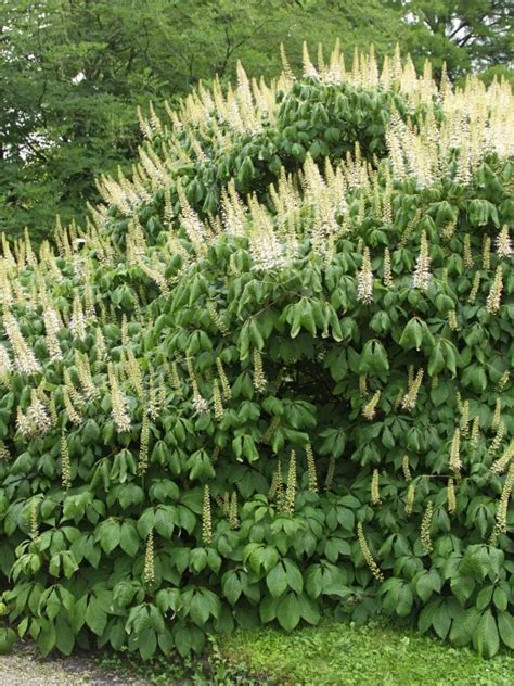 Aesculus Parviflora Dwarf Buckeye Van Den Berk Nurseries