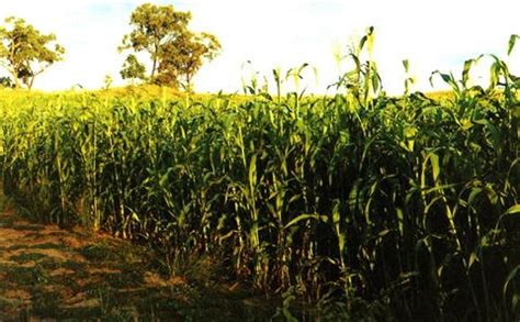 Forsyth Motors Multiseeder Drums