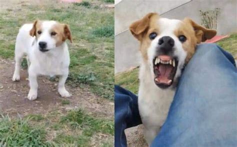 Perrito Malvado Se Enoja Al Escuchar Mi Bebito Fiu Fiu El Sol De