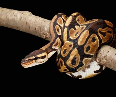 Ball Python Body Language A Detailed Guide With Pictures