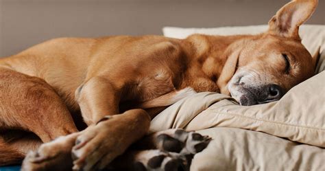 Do You Have A Lethargic Dog Or A Dog Who Just Loves To Sleep ~ Take