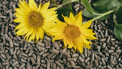 Начало Папас Олио