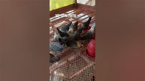আলহামদুলিল্লাহ আজকে নতুন ঘর বানালাম মিশরী ফাওমি মুরগির জন্য 🤲 Youtube
