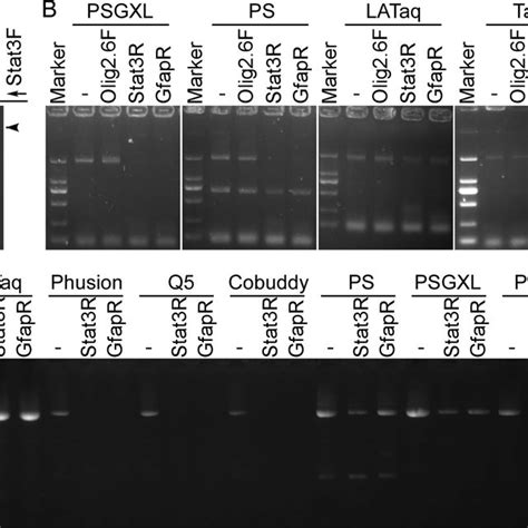 Engineered Proofreading Dna Polymerases Have Good Performance A Download Scientific Diagram